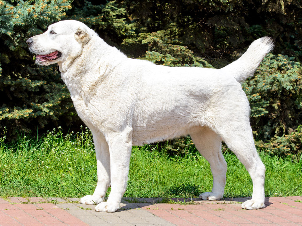 Akbaş | Hunde-Treffpunkt