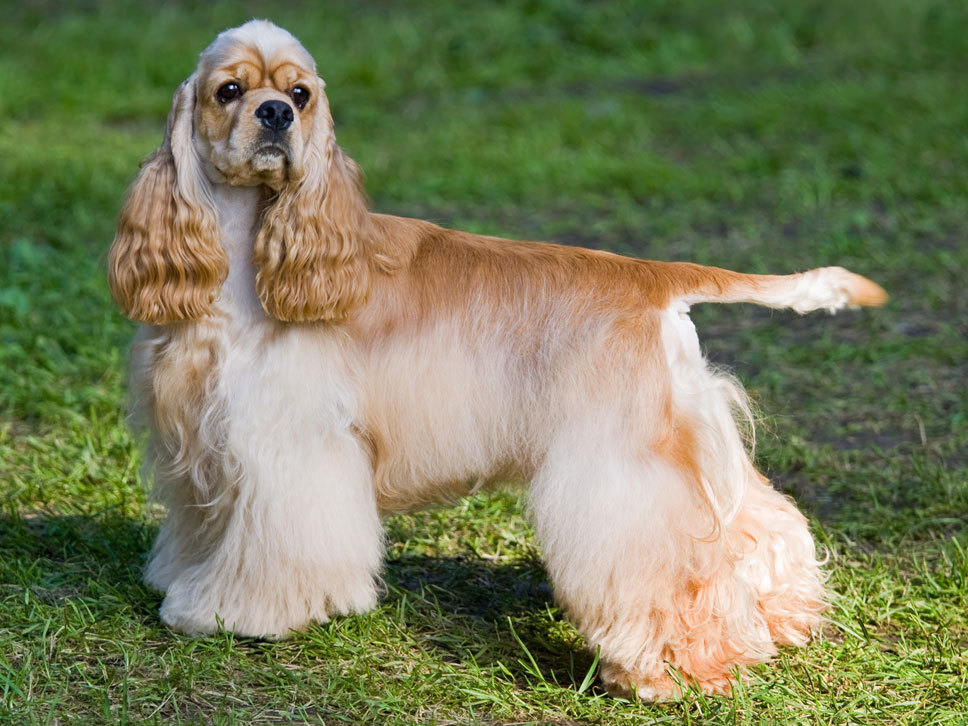American Cocker Spaniel | Hunde-Treffpunkt