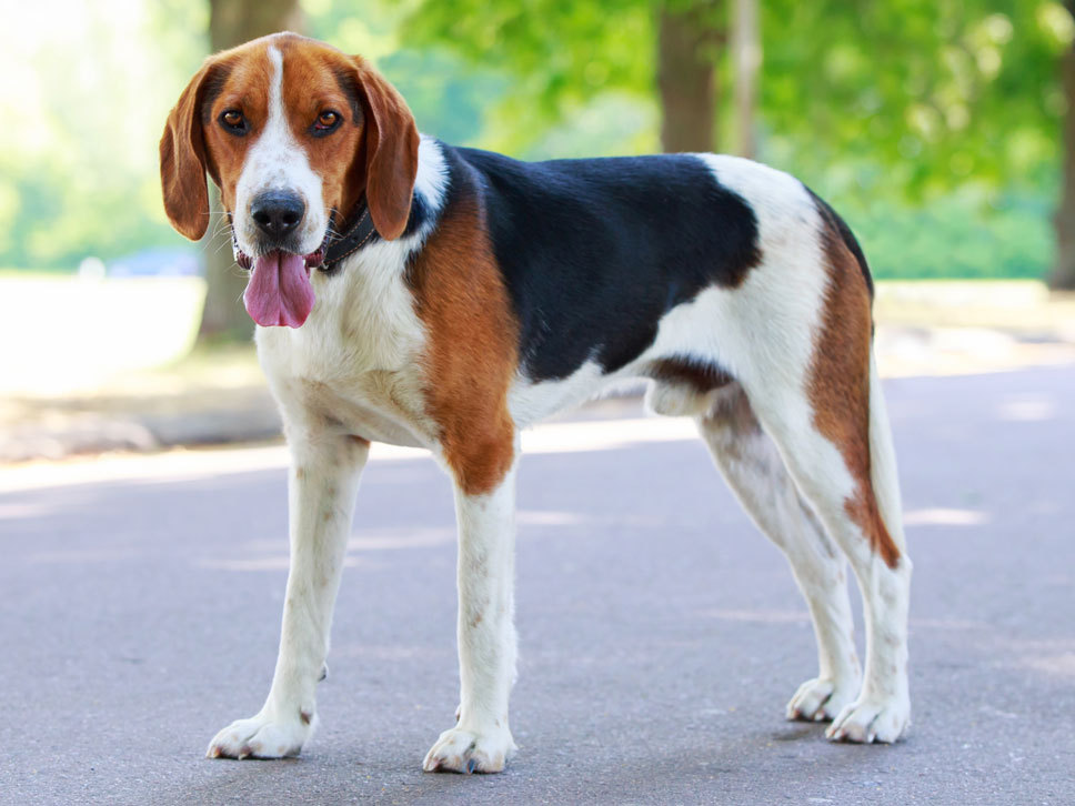 American Foxhound | Hunde-Treffpunkt