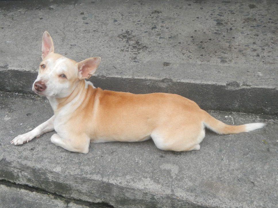 Askal | Hunde-Treffpunkt