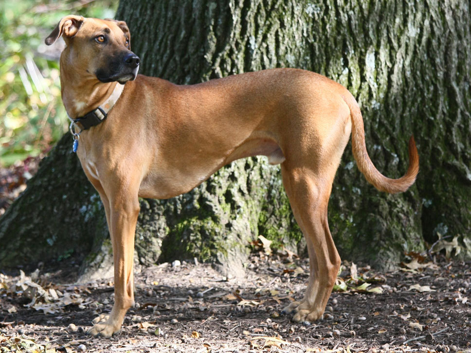 Black Mouth Cur | Hunde-Treffpunkt
