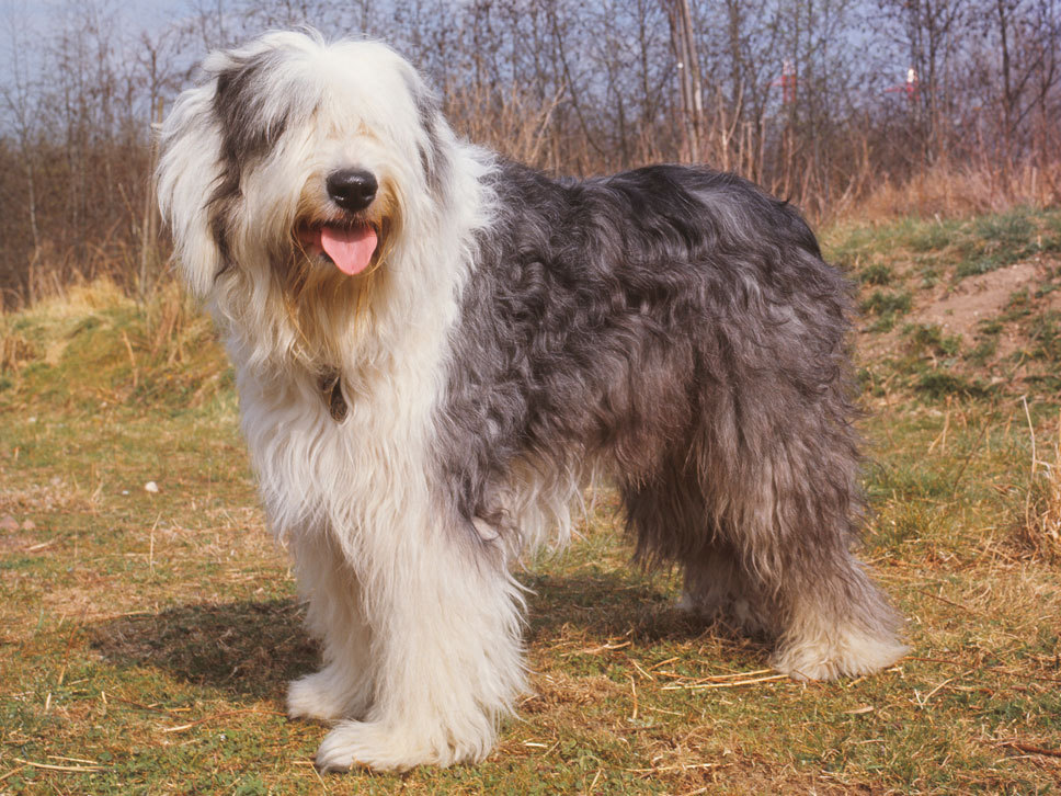 Bobtail | Hunde-Treffpunkt