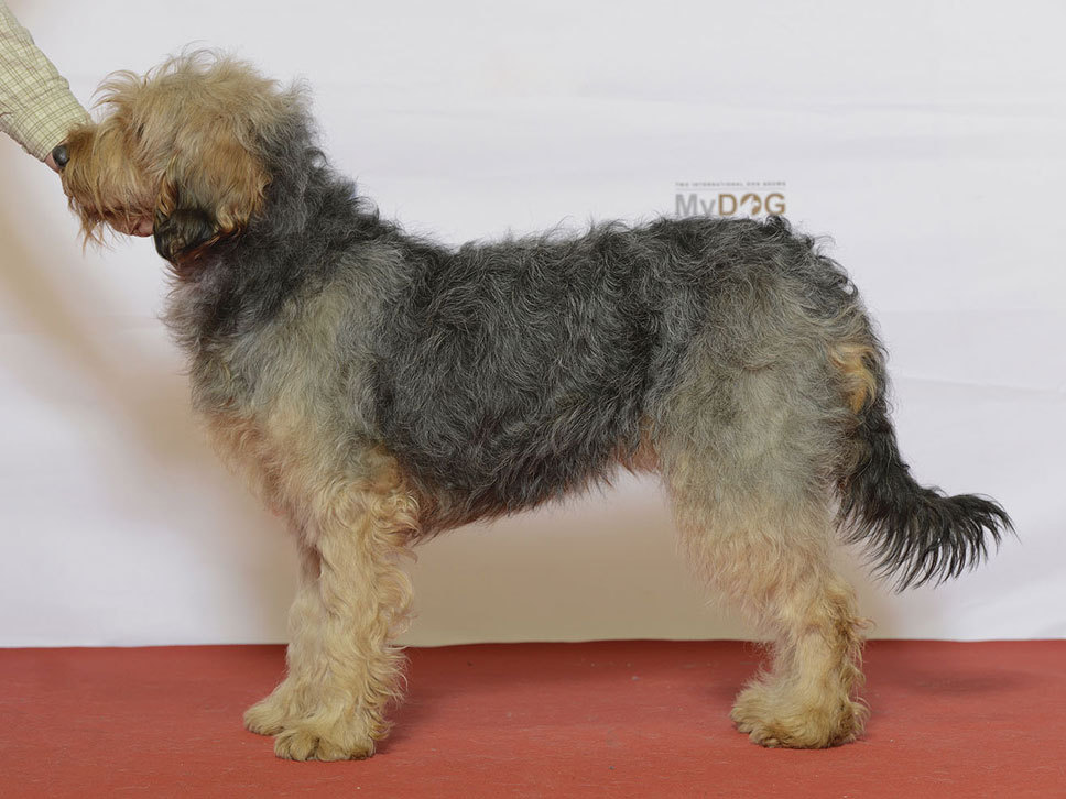 Bosanski Oštrodlaki Gonič-Barak | Hunde-Treffpunkt