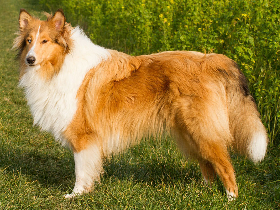 Collie (Langhaar) | Hunde-Treffpunkt