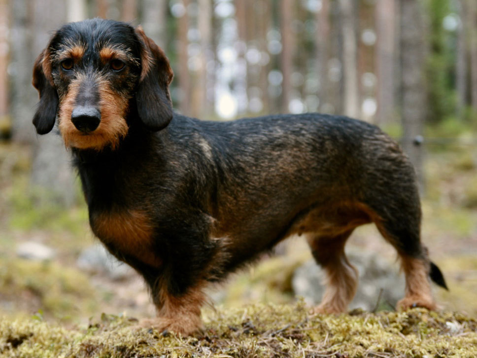 Dackel (Rauhaar) | Hunde-Treffpunkt