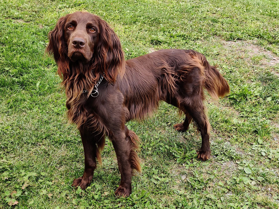 Deutsch (Langhaar) | Hunde-Treffpunkt