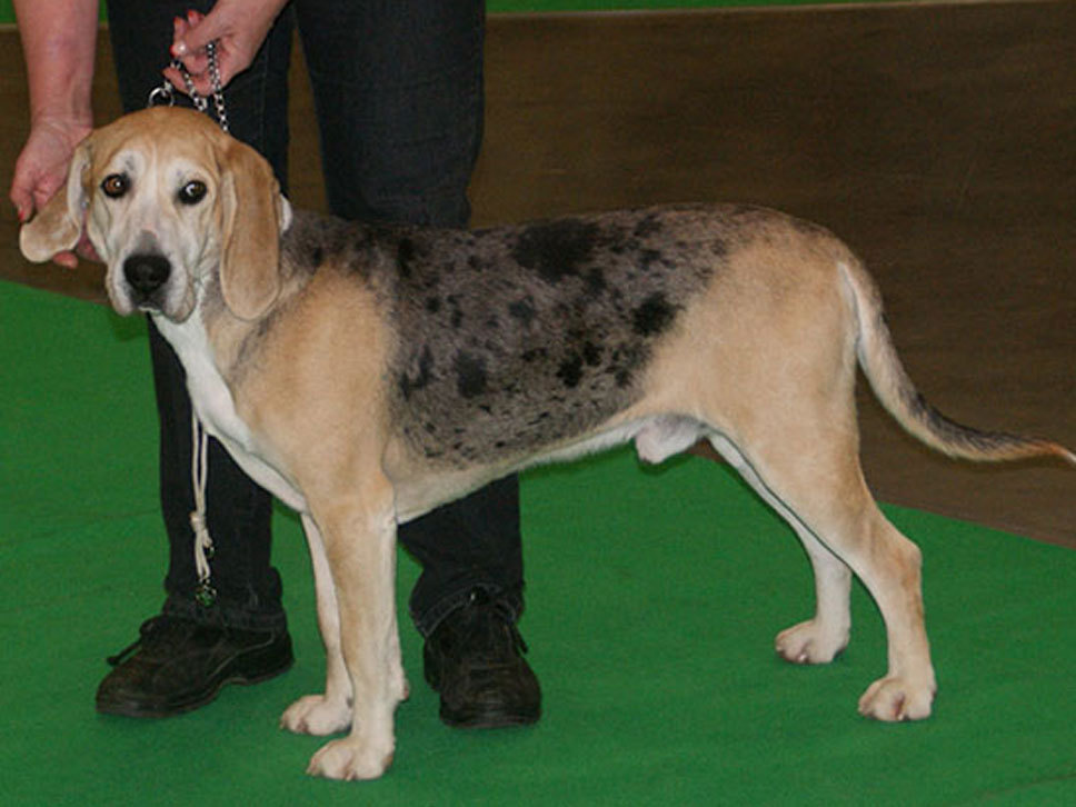 Dunker | Hunde-Treffpunkt