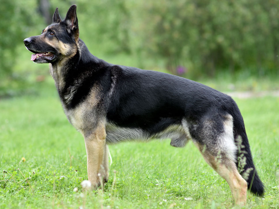 East-European Shepherd | Hunde-Treffpunkt