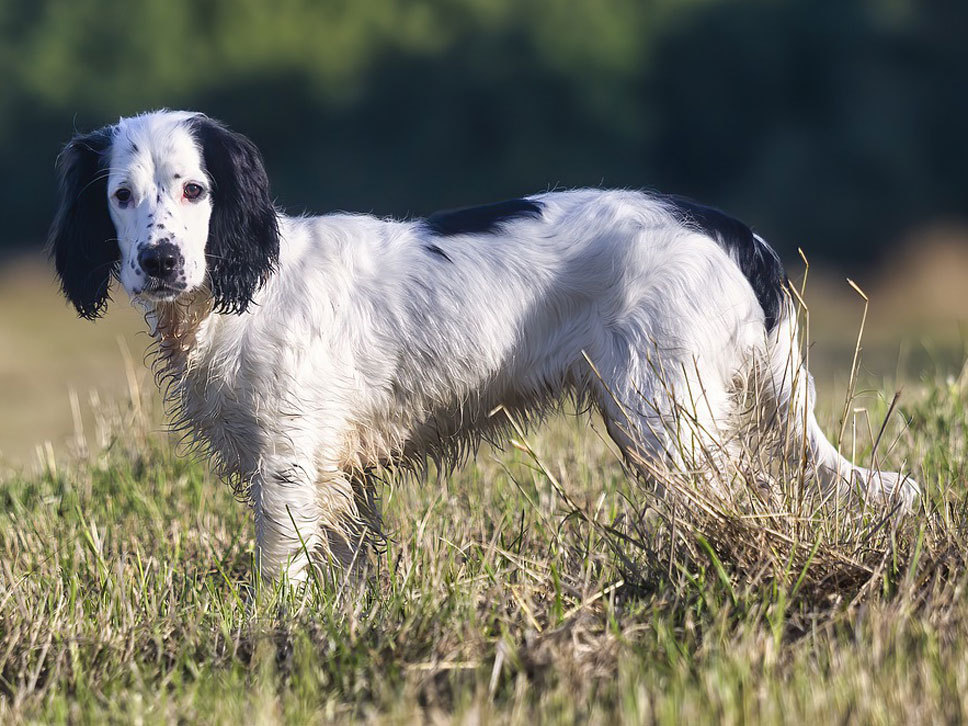 Field Spaniel | Hunde-Treffpunkt