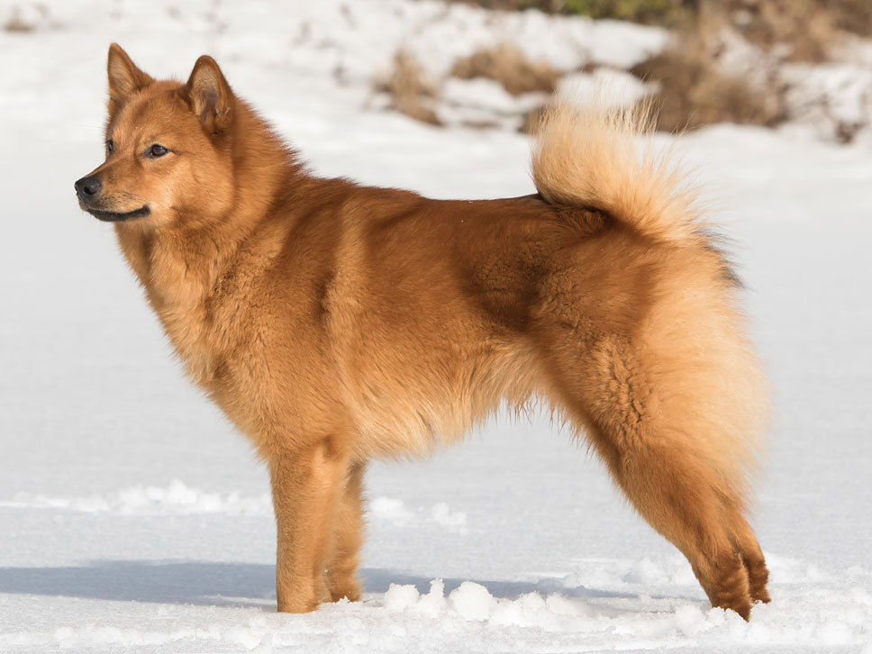 Finnen-Spitz | Hunde-Treffpunkt