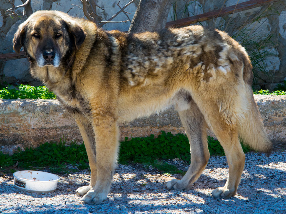 Greek Shepherd | Hunde-Treffpunkt