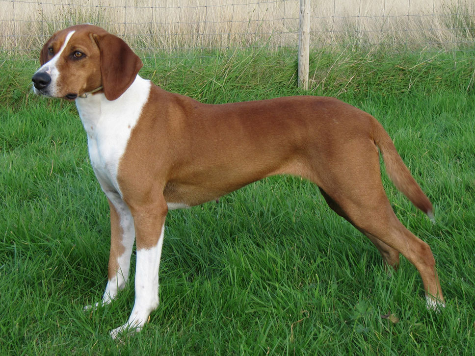 Hygenhund | Hunde-Treffpunkt