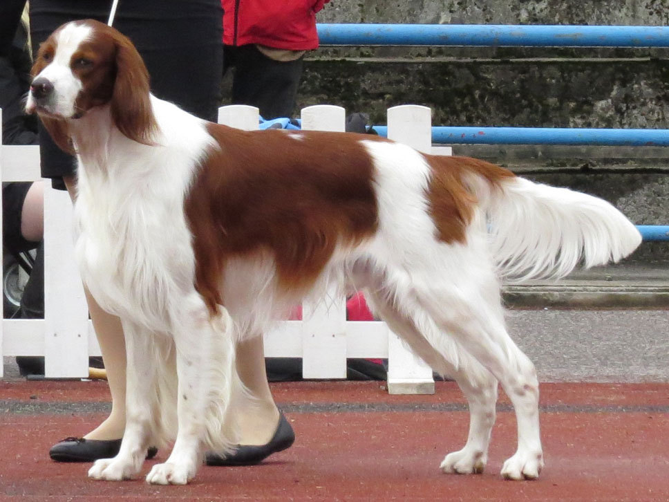 Irish Red And White Setter | Hunde-Treffpunkt