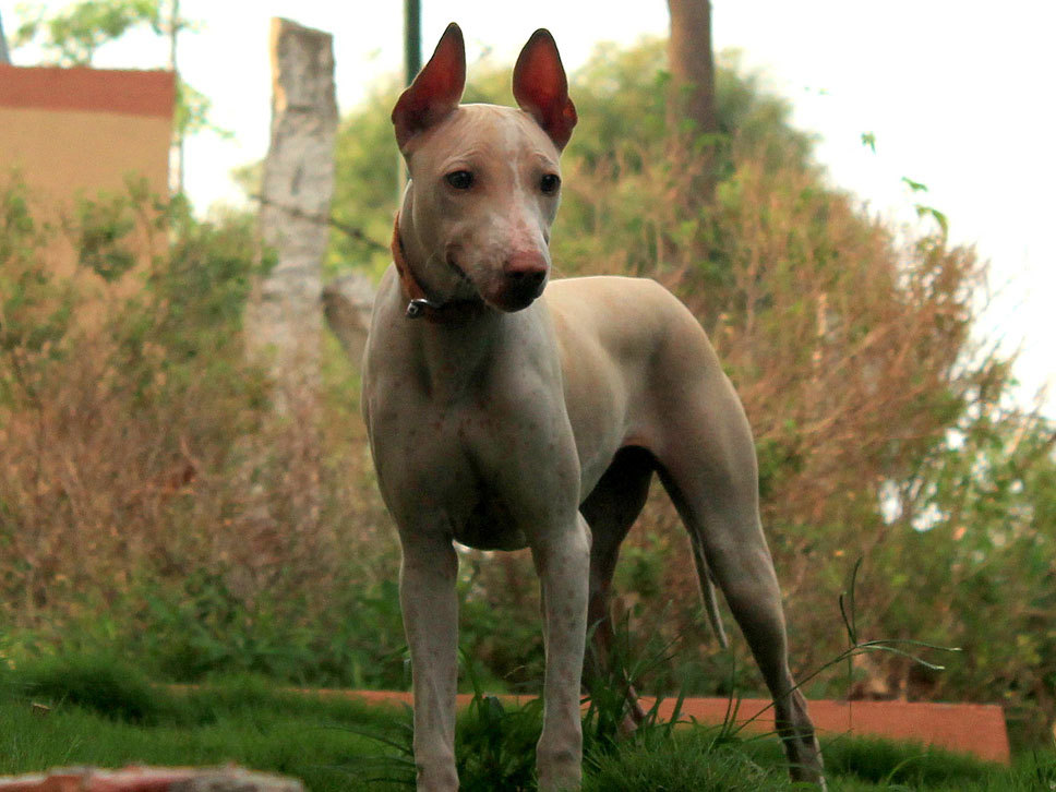 Jonangi | Hunde-Treffpunkt