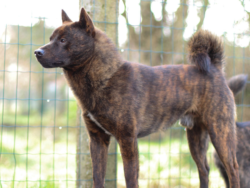 Kai Inu | Hunde-Treffpunkt