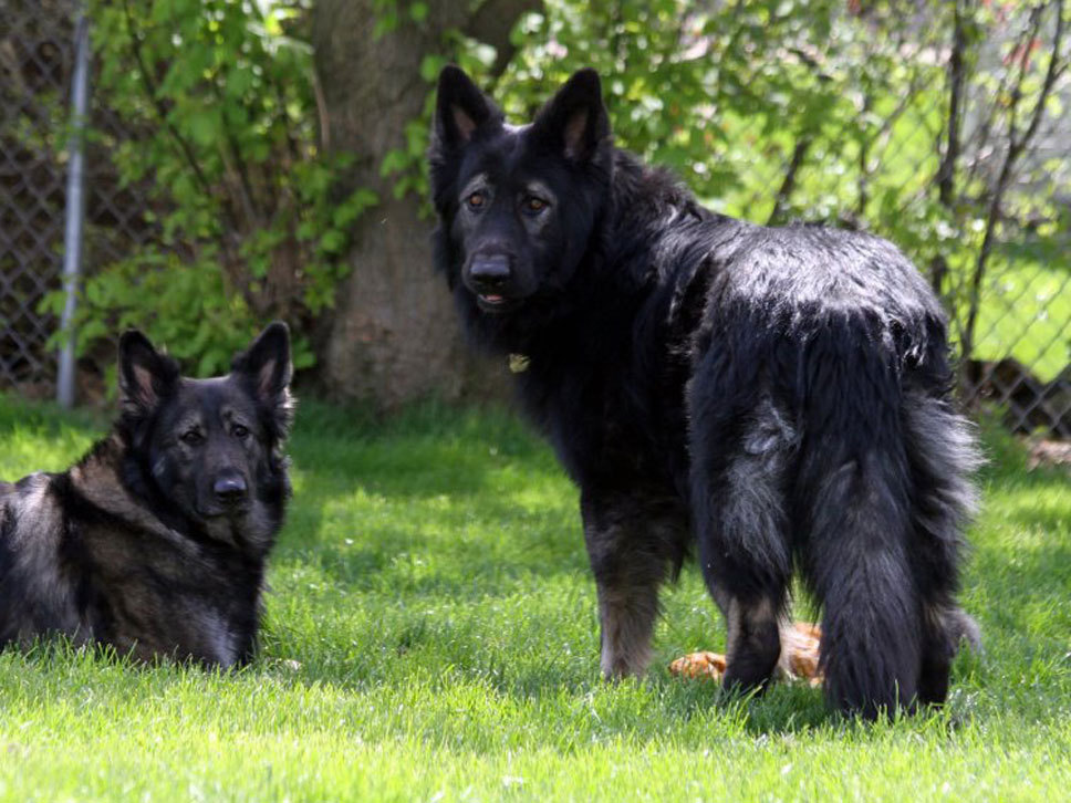 King Shepherd | Hunde-Treffpunkt