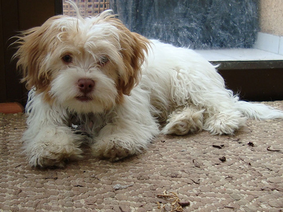 Kyi Leo | Hunde-Treffpunkt