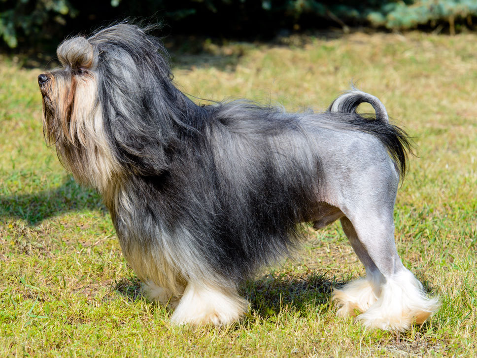 Löwchen | Hunde-Treffpunkt