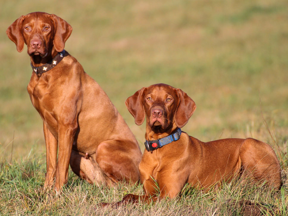 Magyar Vizsla (Kurzhaar) | Hunde-Treffpunkt