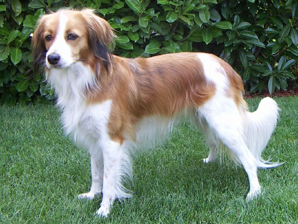 Nederlandse Kooikerhondje | Hunde-Treffpunkt