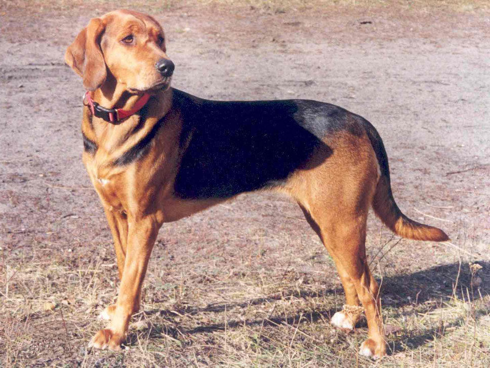 Ogar Polski | Hunde-Treffpunkt