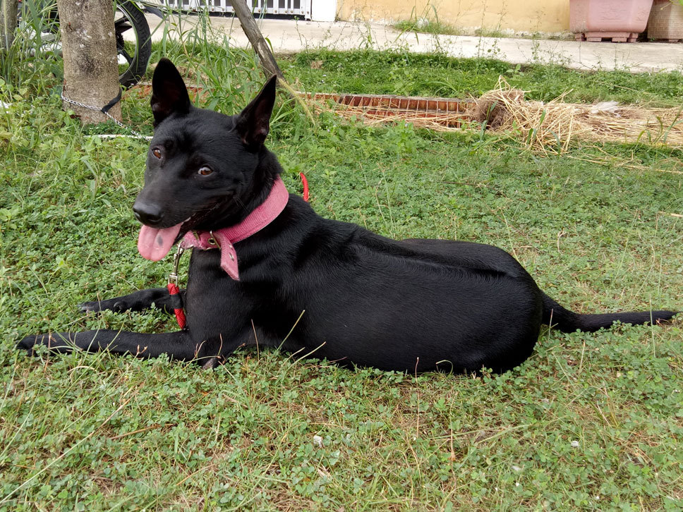 Phu Quoc Ridgeback | Hunde-Treffpunkt