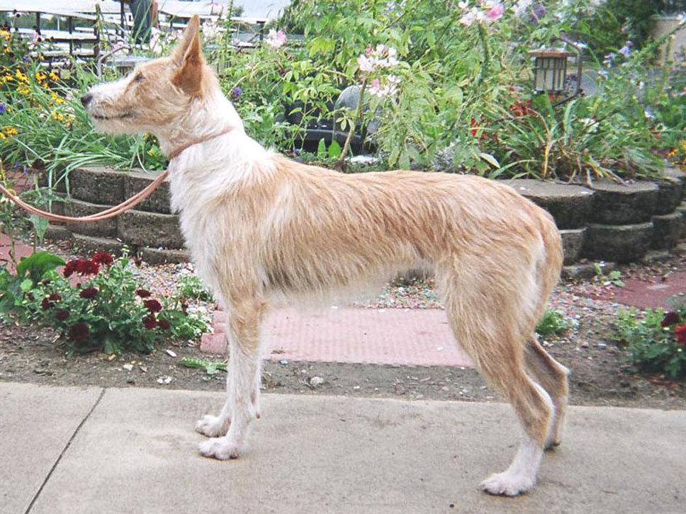 Podengo Português | Hunde-Treffpunkt