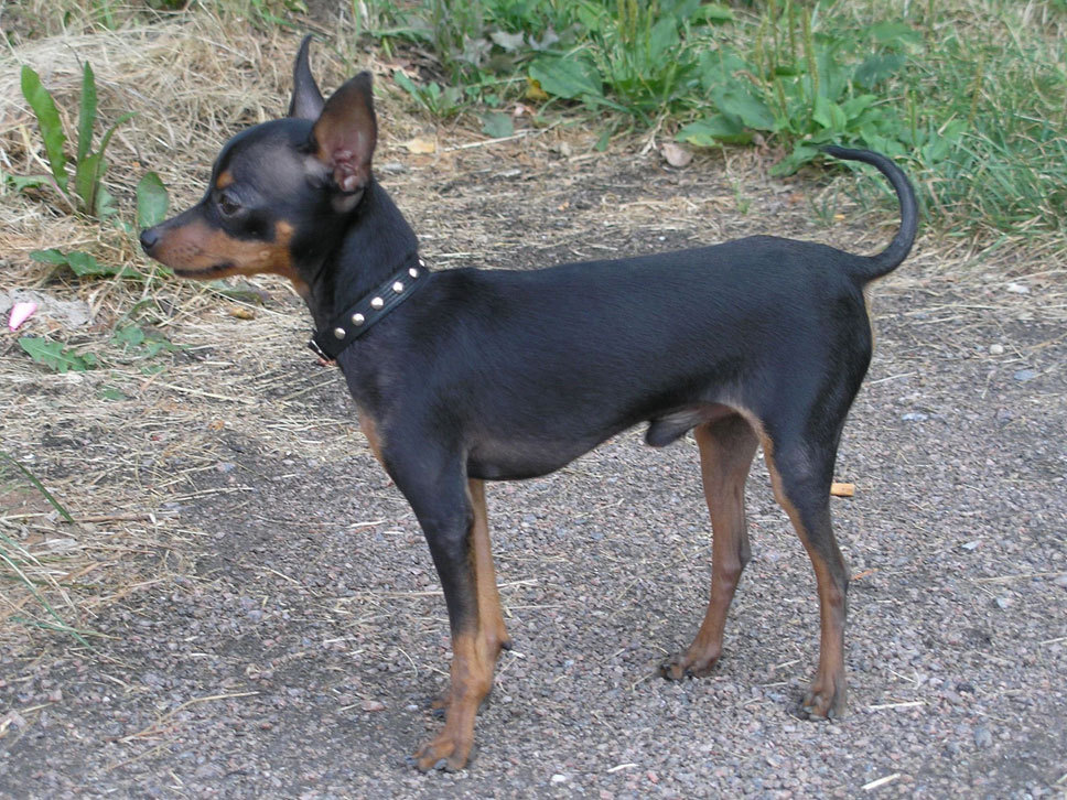 Prager Rattler | Hunde-Treffpunkt