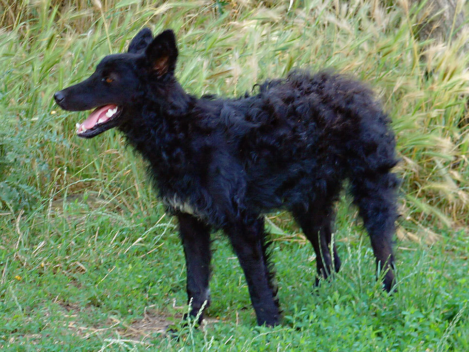 Pulin | Hunde-Treffpunkt