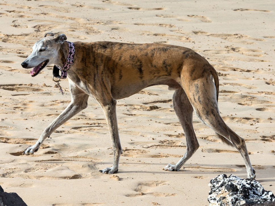 Rampur Hound | Hunde-Treffpunkt