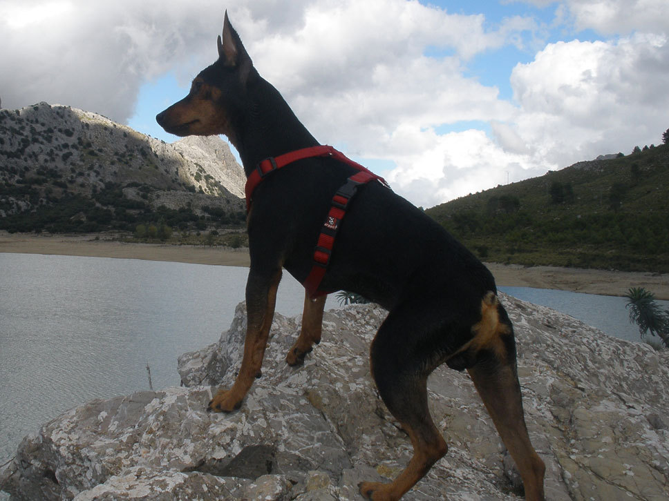 Ratero Mallorquin | Hunde-Treffpunkt