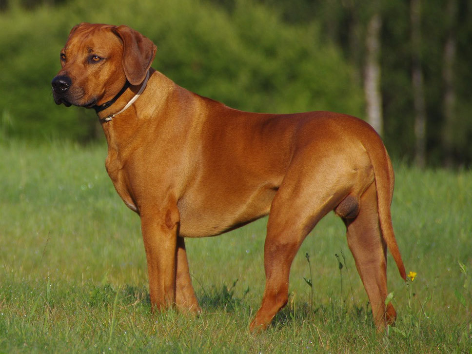 Rhodesian Ridgeback | Hunde-Treffpunkt