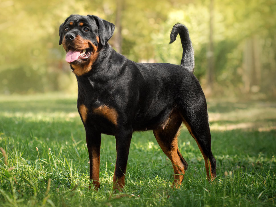 Rottweiler | Hunde-Treffpunkt