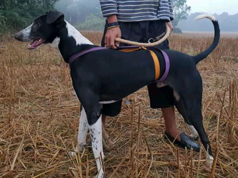 Sarail Hound | Hunde-Treffpunkt