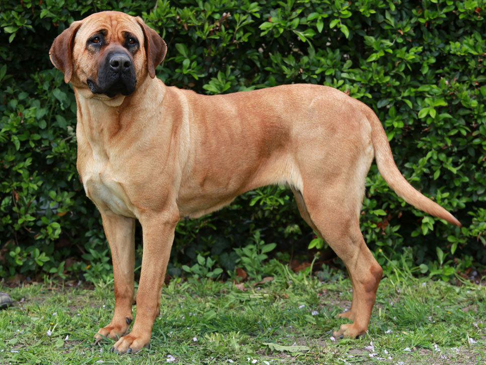 Tosa Inu | Hunde-Treffpunkt