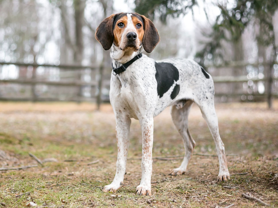 Treeing Walker Coonhound | Hunde-Treffpunkt