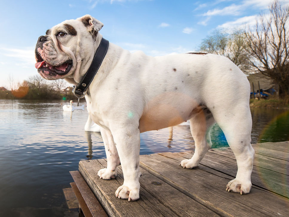 White English Bulldog | Hunde-Treffpunkt